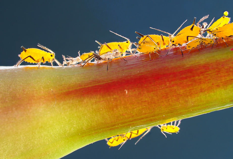 Dealing With Aphids in Your Garden – Gardzen