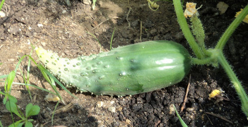 Common Cucumber Problems and How to Fix Them – Gardzen