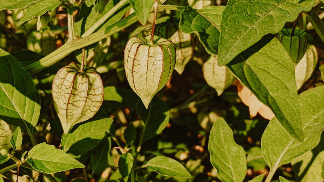All About Ground Cherry (And How You Can Grow It!) – Gardzen