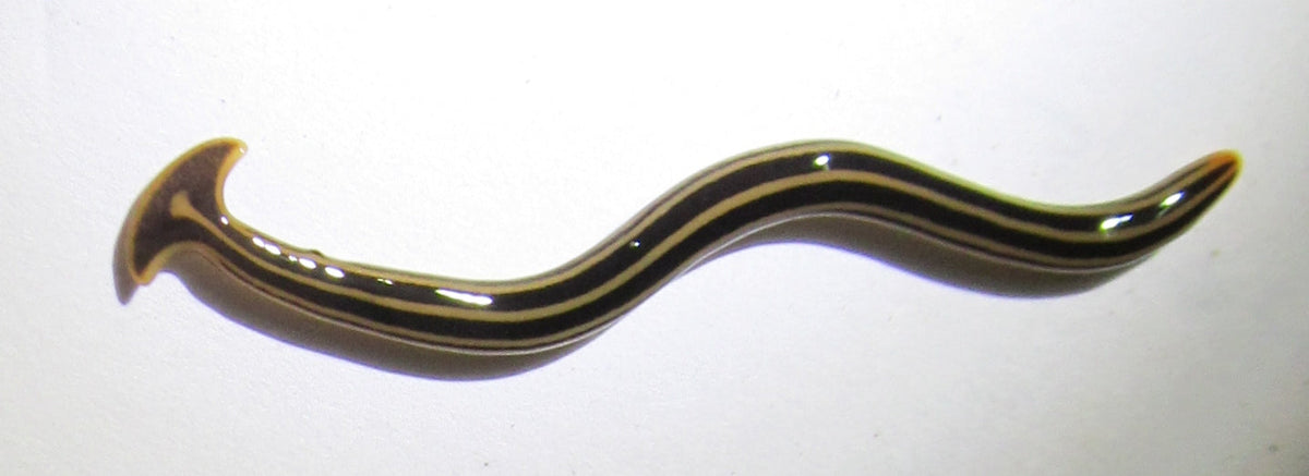 Bipalium Blues: Hammerhead Worms as an Invasive Species – Gardzen