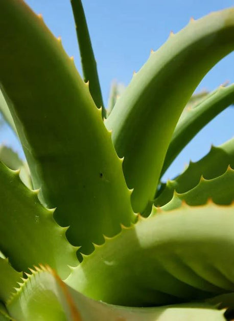 All About Aloe: Growing and Caring for Your Aloe Plant – Gardzen