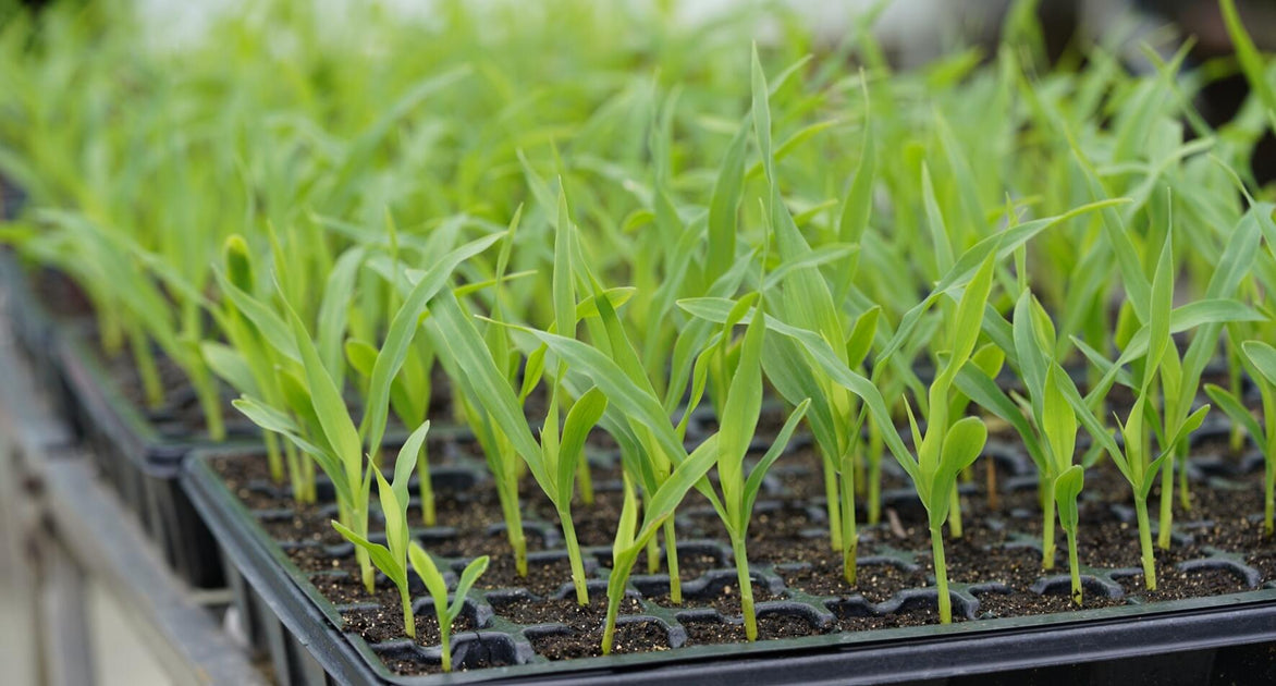 How to Start a Garden Club – Gardzen